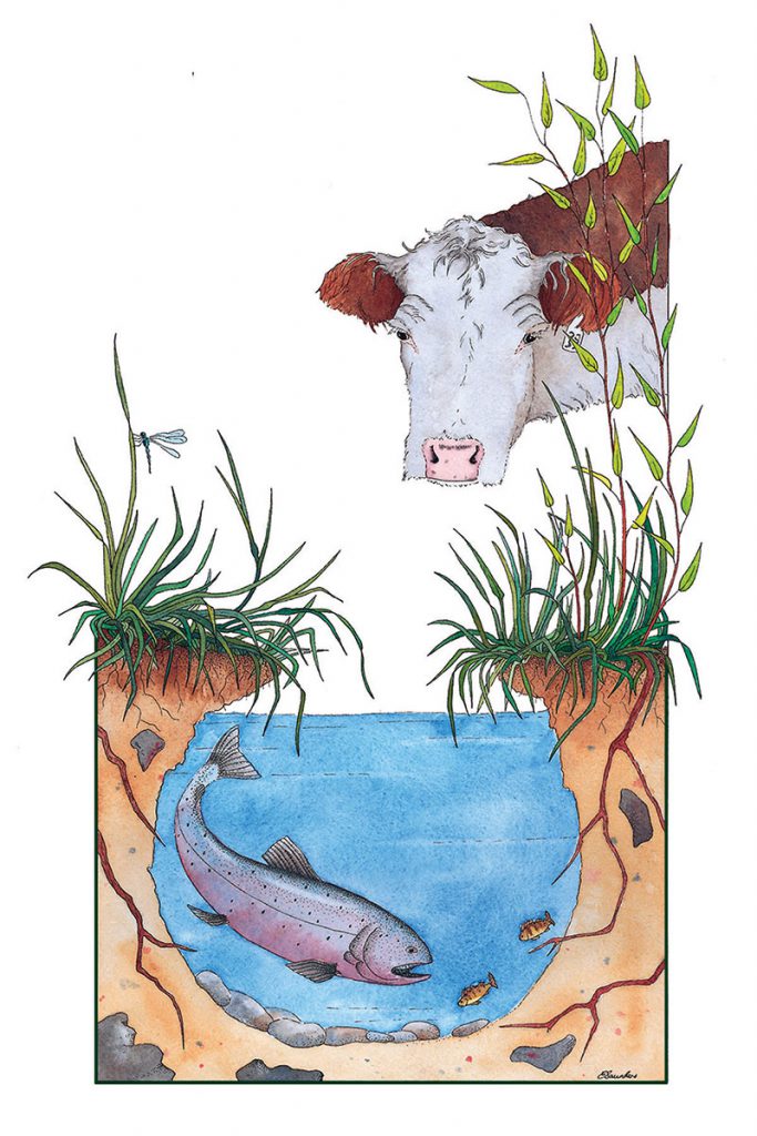 Cows and Fish | Canadian Roundtable for Sustainable Beef